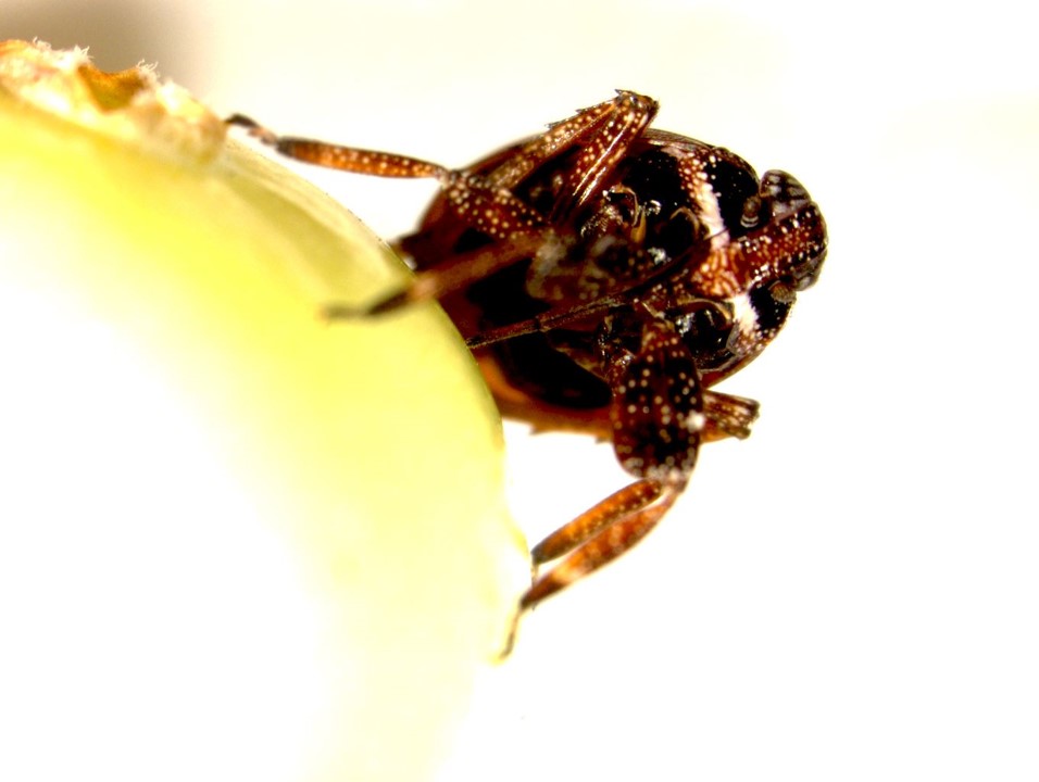 Managing Cranberry Toad Bugs — Plant & Pest Advisory