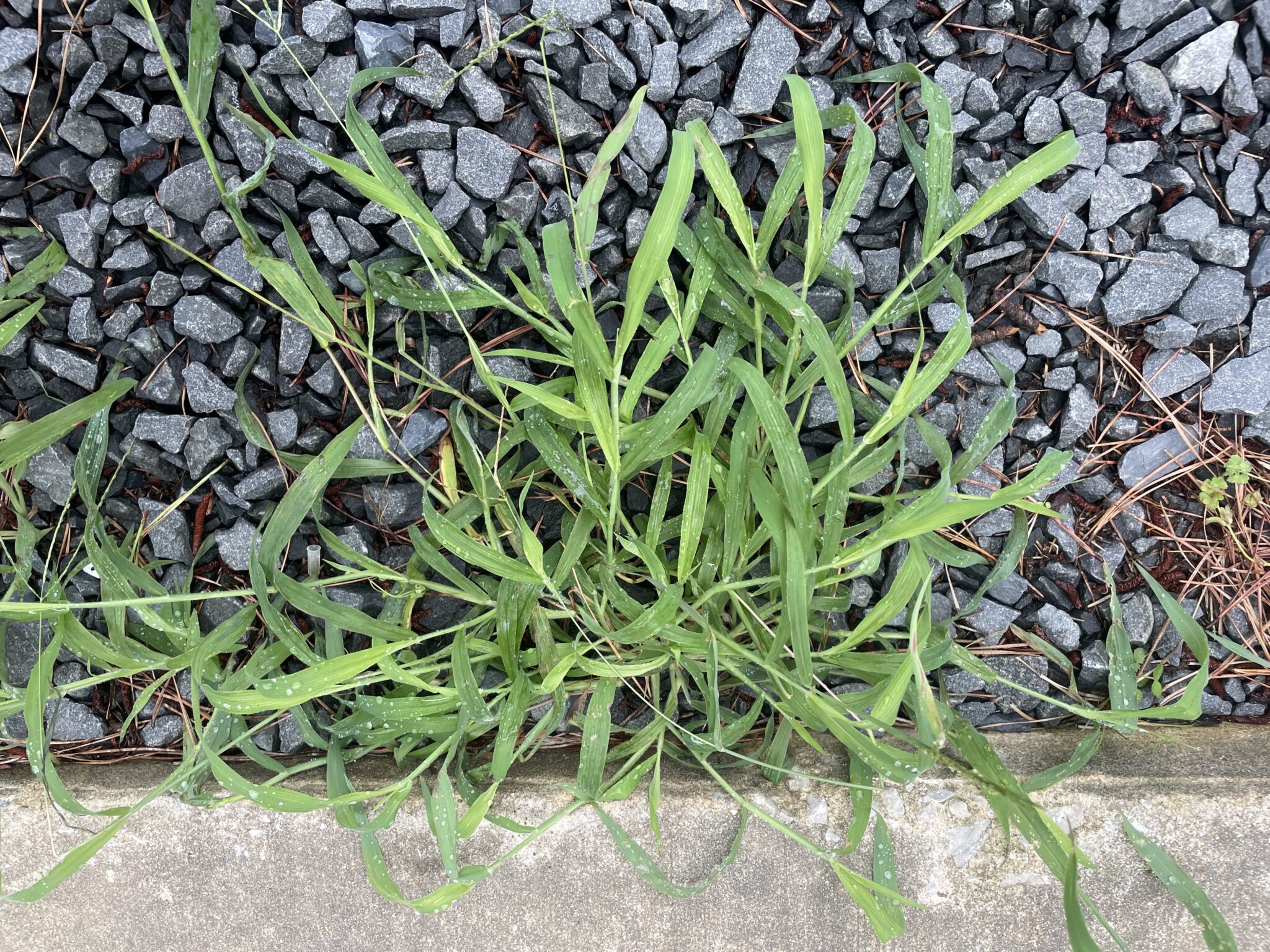 Large crabgrass plant — Plant & Pest Advisory