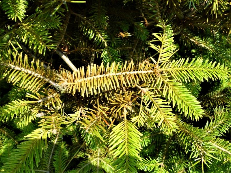 Spruce Spider Mites: A Key Cool Season Mite Pest — Plant & Pest Advisory