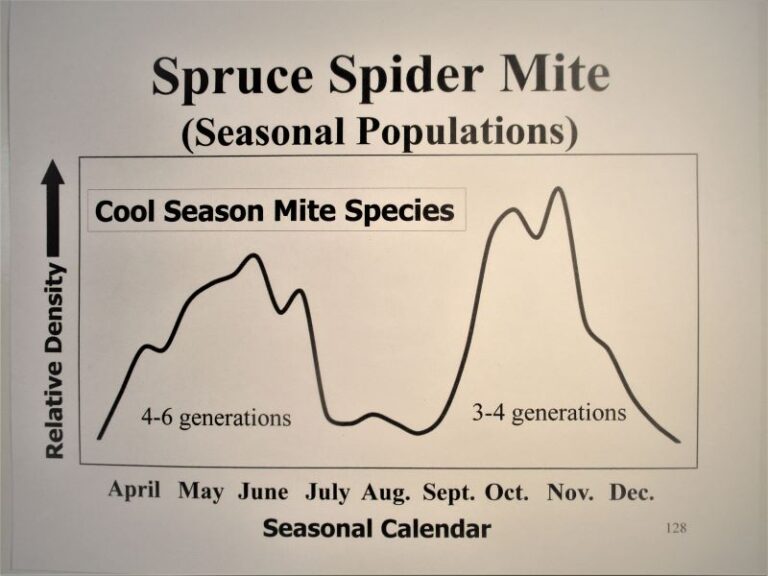 Spruce Spider Mites: A Key Cool Season Mite Pest — Plant & Pest Advisory