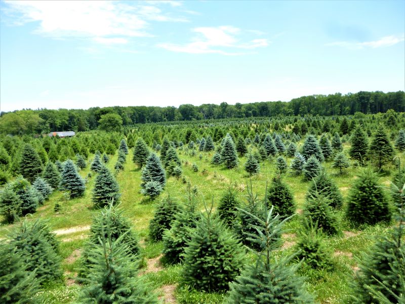 Spruce Spider Mites: A Key Cool Season Mite Pest — Plant & Pest Advisory