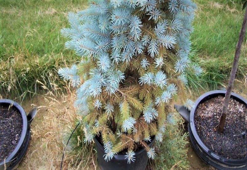 Spruce Spider Mites: A Key Cool Season Mite Pest — Plant & Pest Advisory