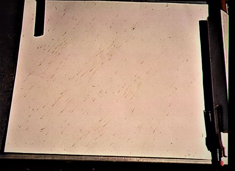 Spruce Spider Mites: A Key Cool Season Mite Pest — Plant & Pest Advisory