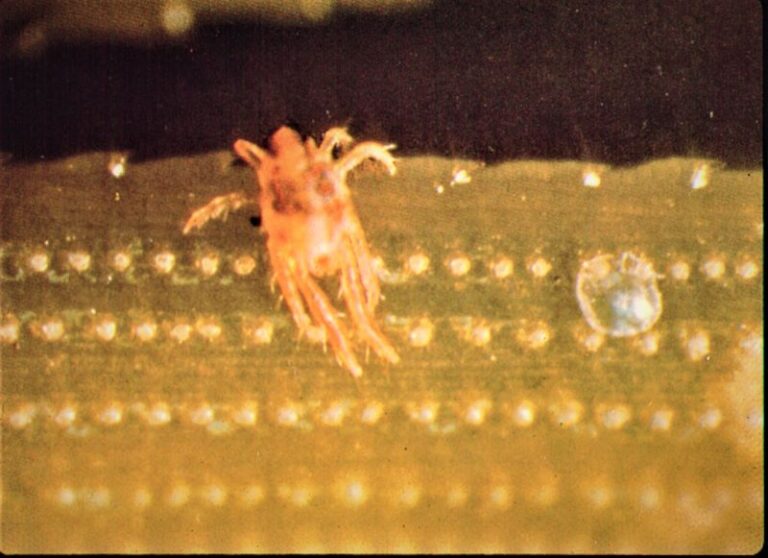 Spruce Spider Mites: A Key Cool Season Mite Pest — Plant & Pest Advisory