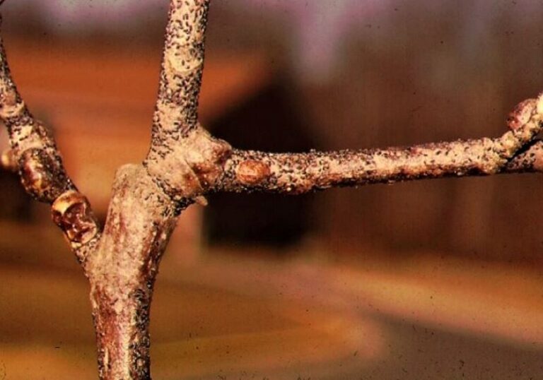 Autumn Pest Review: Soft Scales, Leafminers, Aphids, Mites & Adelgids ...