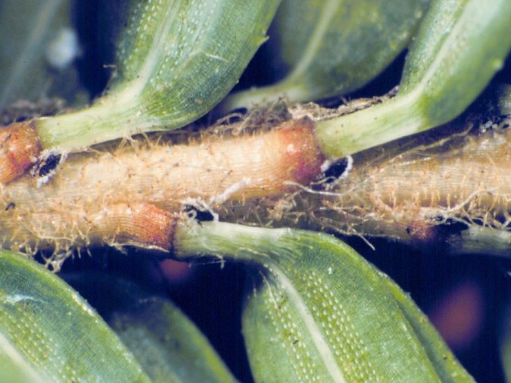 Autumn Pest Review: Soft Scales, Leafminers, Aphids, Mites & Adelgids ...