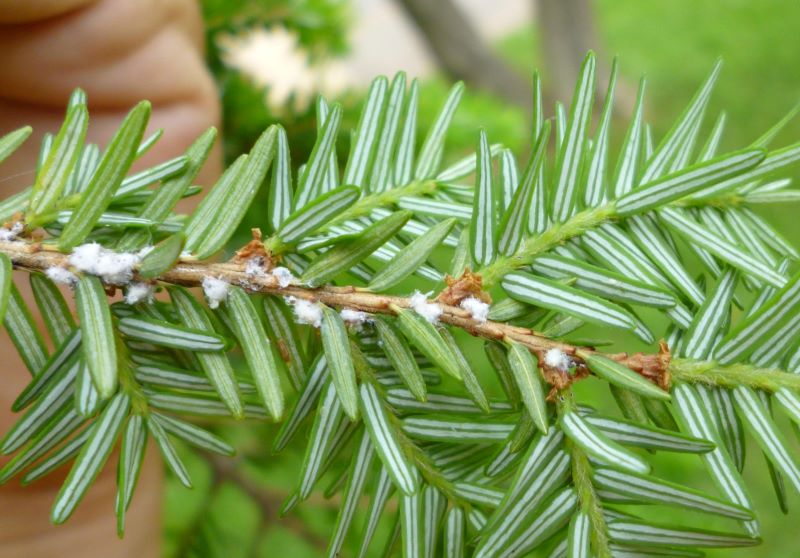 Autumn Pest Review: Soft Scales, Leafminers, Aphids, Mites & Adelgids ...