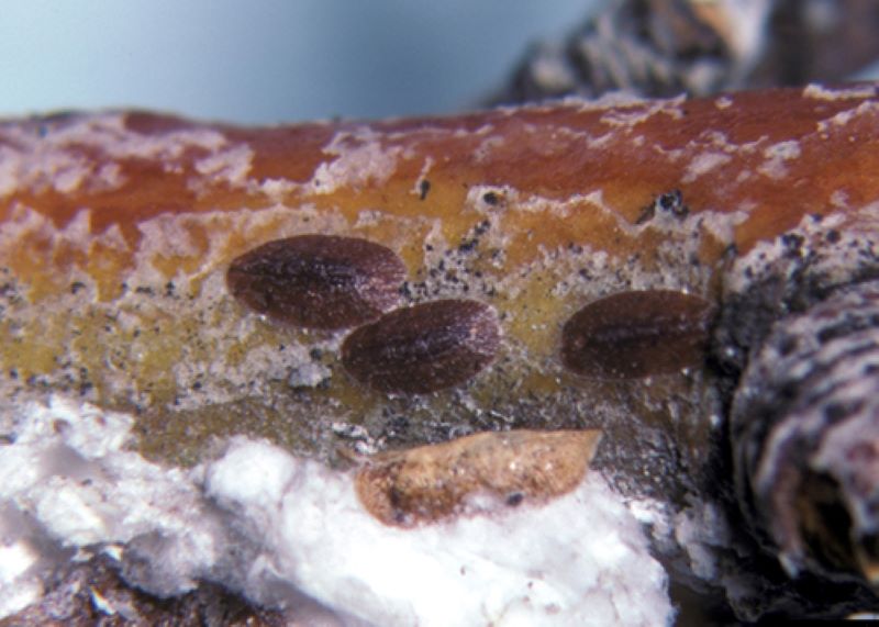 Autumn Pest Review: Soft Scales, Leafminers, Aphids, Mites & Adelgids ...