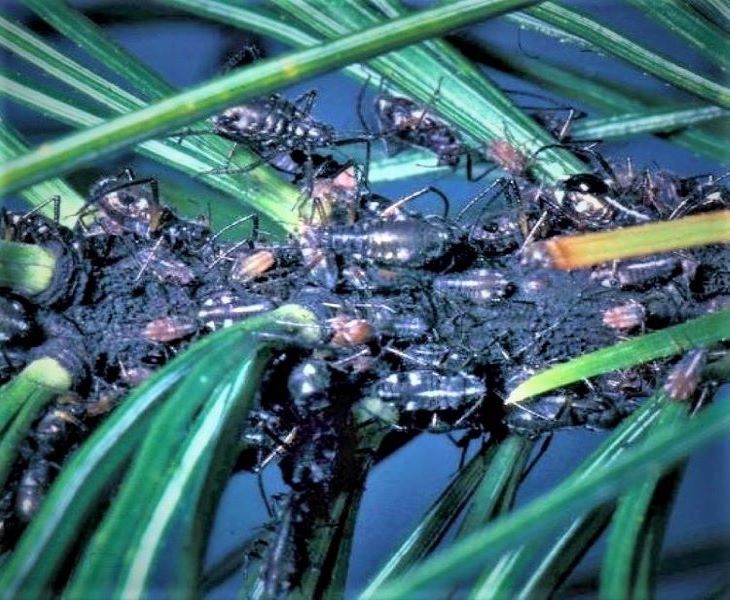 Autumn Pest Review: Soft Scales, Leafminers, Aphids, Mites & Adelgids ...