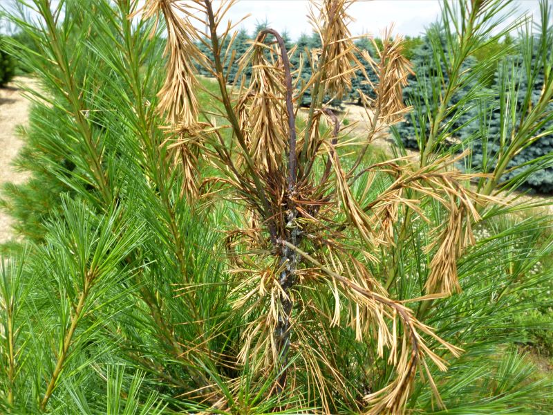 White Pine Weevil: Overwintering Adults Become Active in March & April ...
