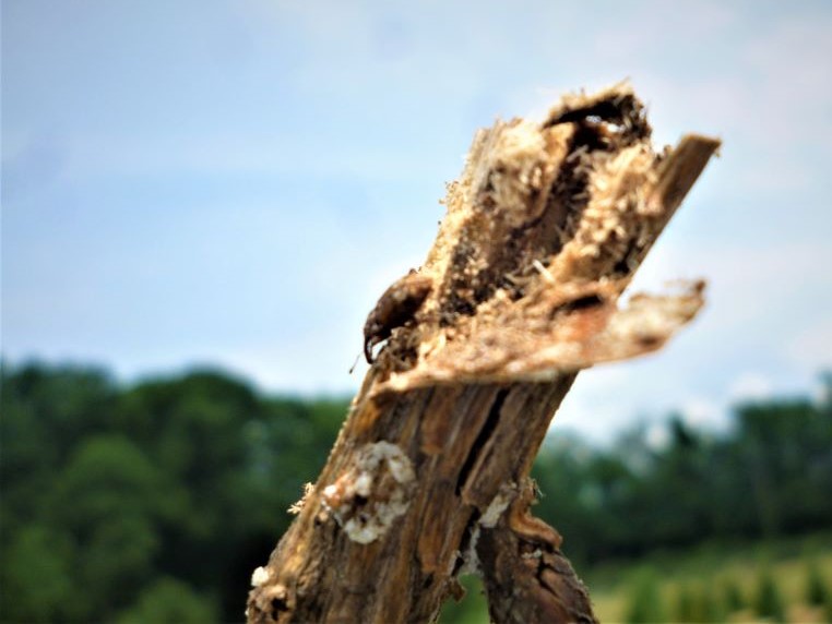 White Pine Weevil: Overwintering Adults Become Active in March & April ...