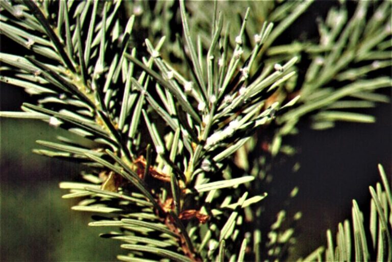 Some Early Spring Insect Pests of Christmas Trees — Plant & Pest Advisory
