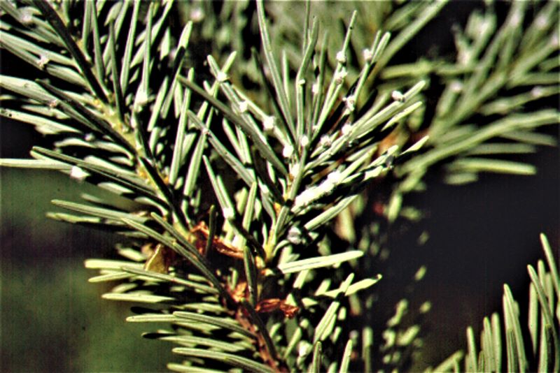 Some Early Spring Insect Pests of Christmas Trees — Plant & Pest Advisory