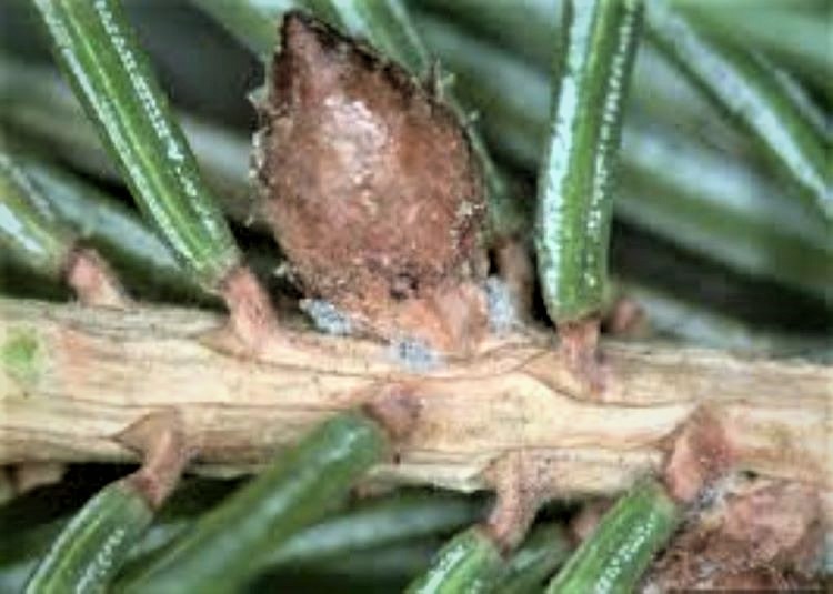 Some Early Spring Insect Pests of Christmas Trees — Plant & Pest Advisory