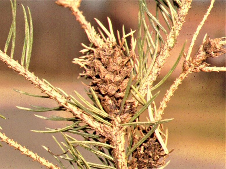 Some Early Spring Insect Pests of Christmas Trees — Plant & Pest Advisory