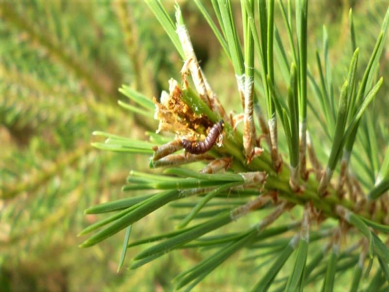 Some Early Spring Insect Pests of Christmas Trees — Plant & Pest Advisory