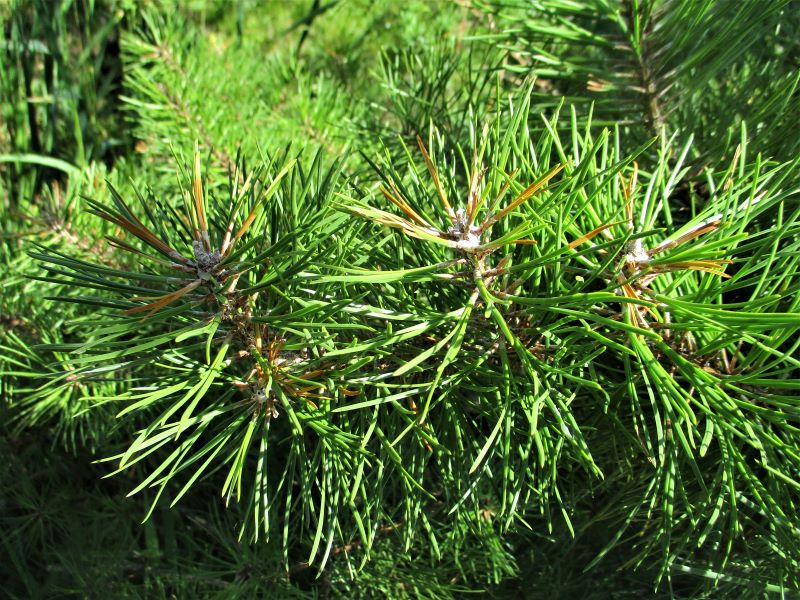 Some Early Spring Insect Pests of Christmas Trees — Plant & Pest Advisory