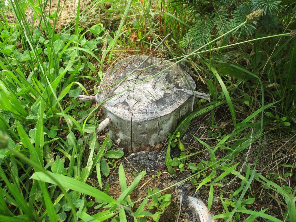 Some Early Spring Insect Pests of Christmas Trees — Plant & Pest Advisory