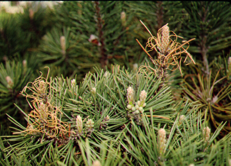 Some Early Spring Insect Pests of Christmas Trees — Plant & Pest Advisory