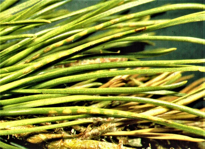 Some Early Spring Insect Pests of Christmas Trees — Plant & Pest Advisory