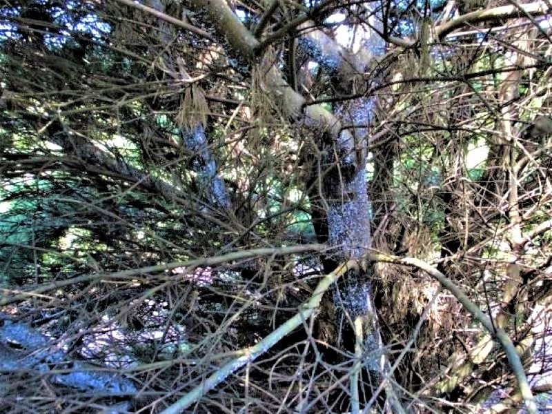 Some Early Spring Insect Pests of Christmas Trees — Plant & Pest Advisory