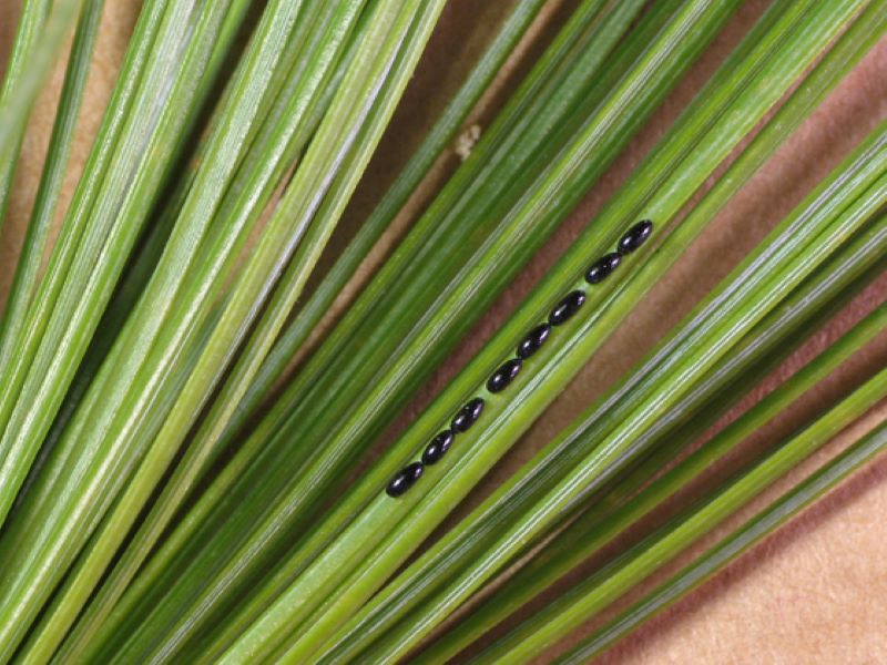 Some Early Spring Insect Pests of Christmas Trees — Plant & Pest Advisory