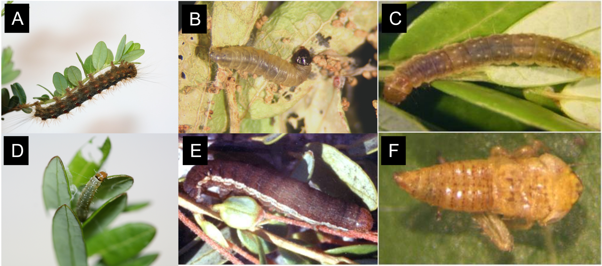 Early Season Pests of Cranberries, 2023 — Plant & Pest Advisory