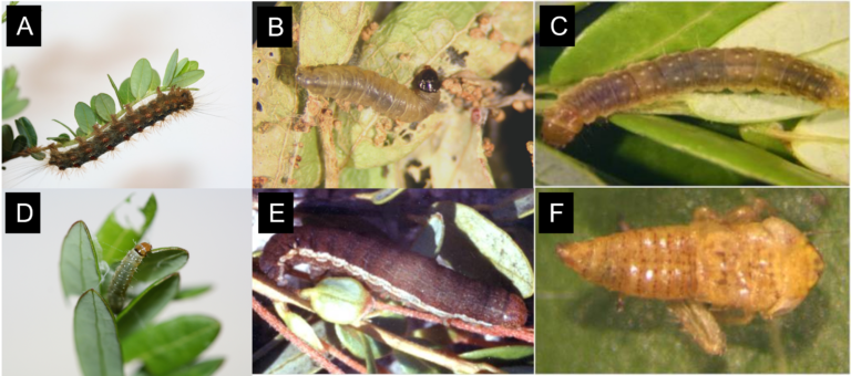 Early Season Pests of Cranberries, 2023 — Plant & Pest Advisory