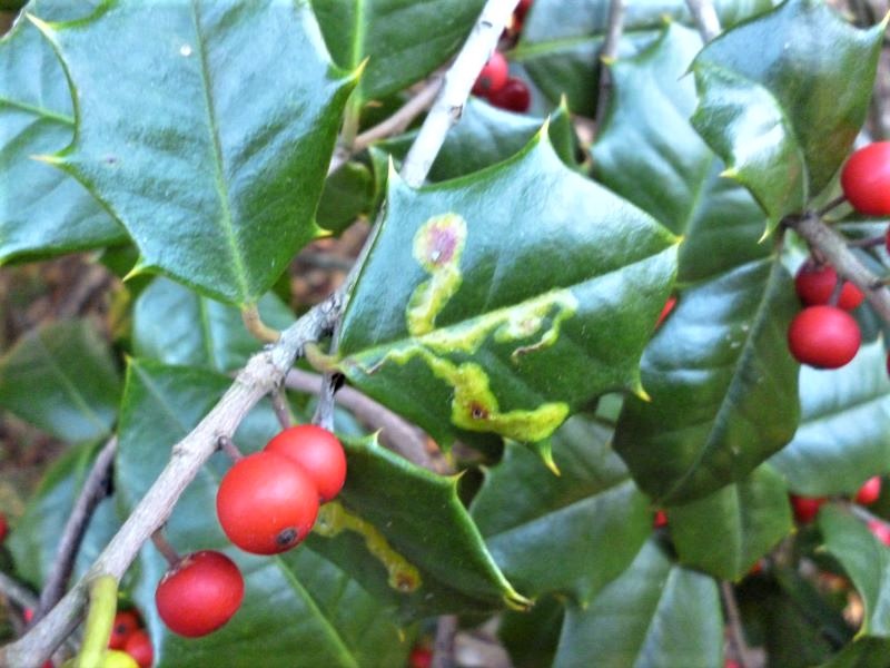 Landscape Pest Notes for April 2023 — Plant & Pest Advisory