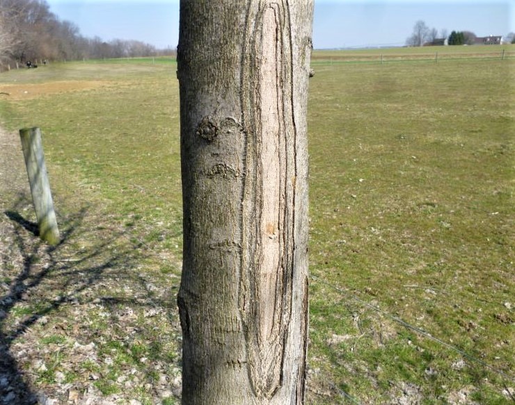 Landscape Pest Notes for April 2023 — Plant & Pest Advisory