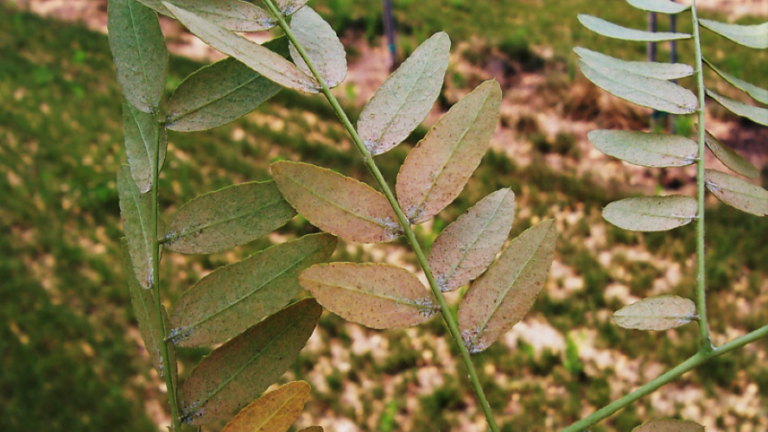 Landscape Pest Notes for April 2023 — Plant & Pest Advisory