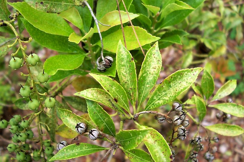 Landscape Pest Notes for Early May 2023 — Plant & Pest Advisory