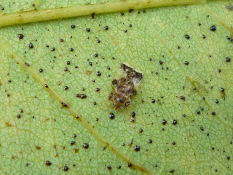 Landscape Pest Notes for Early May 2023 — Plant & Pest Advisory