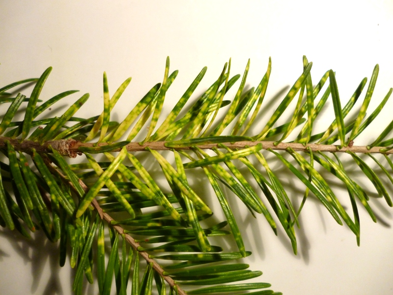 Beware of Cryptomeria Scales on True Firs within Christmas Tree Farms ...