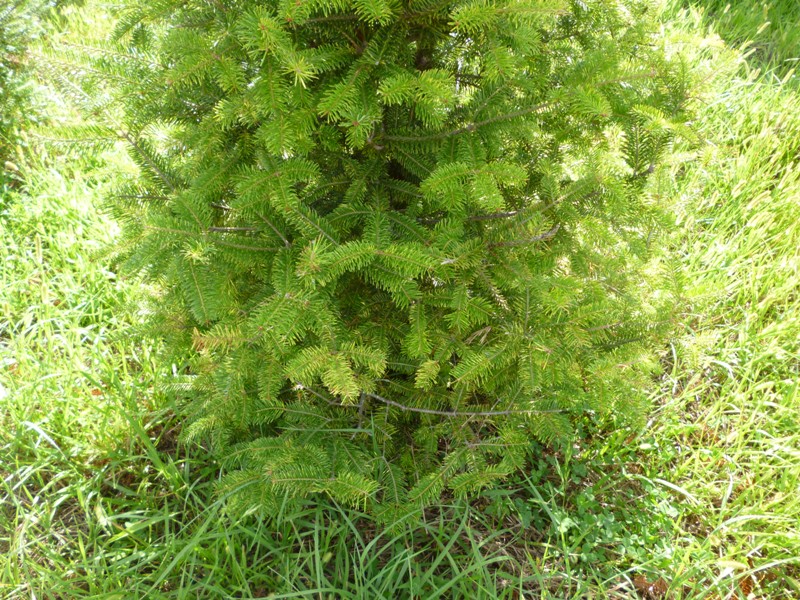 Beware of Cryptomeria Scales on True Firs within Christmas Tree Farms ...