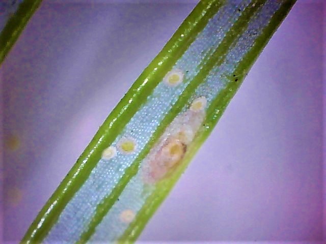 Beware of Cryptomeria Scales on True Firs within Christmas Tree Farms ...