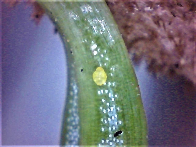 Beware of Cryptomeria Scales on True Firs within Christmas Tree Farms ...