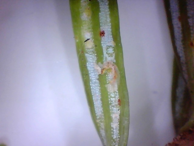 Beware of Cryptomeria Scales on True Firs within Christmas Tree Farms ...