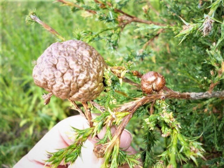 Landscape Pest Notes for Late May 2023 — Plant & Pest Advisory