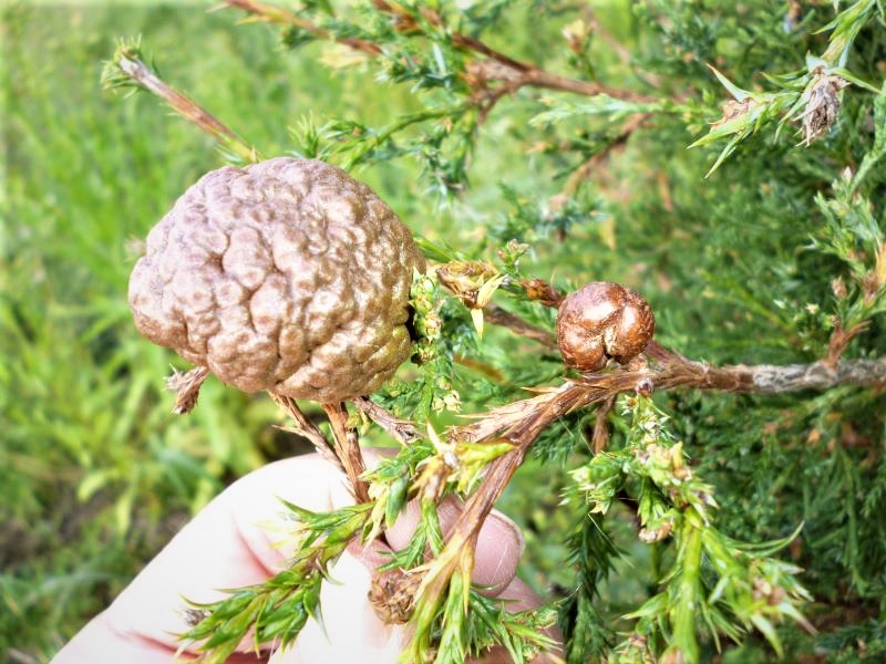 Landscape Pest Notes for Late May 2023 — Plant & Pest Advisory