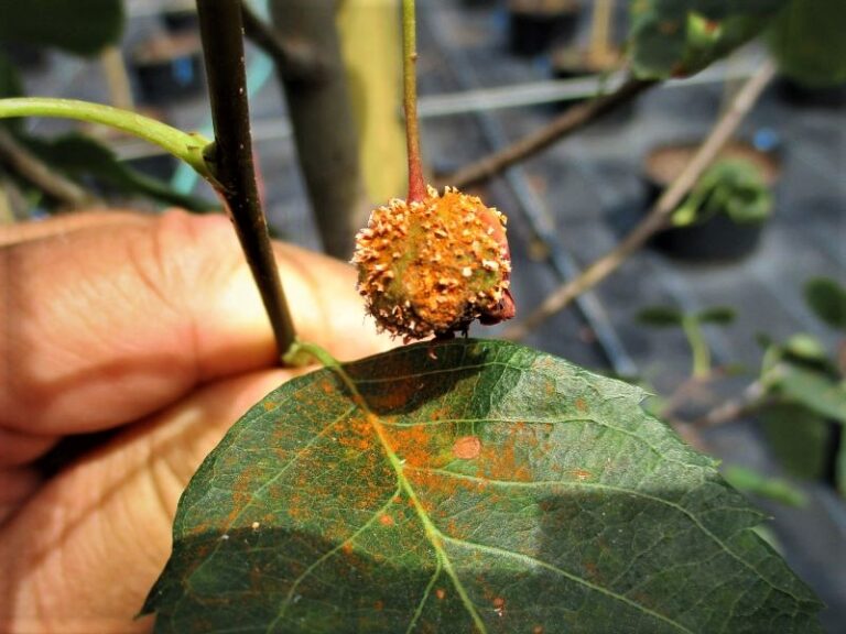 Landscape Pest Notes for Late May 2023 — Plant & Pest Advisory