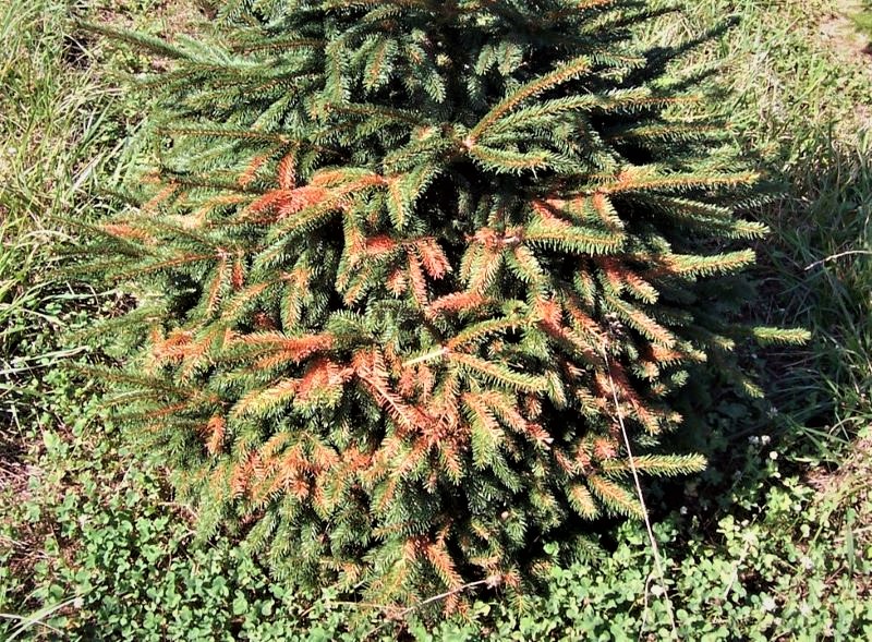 Beware of Cryptomeria Scales on True Firs within Christmas Tree Farms ...