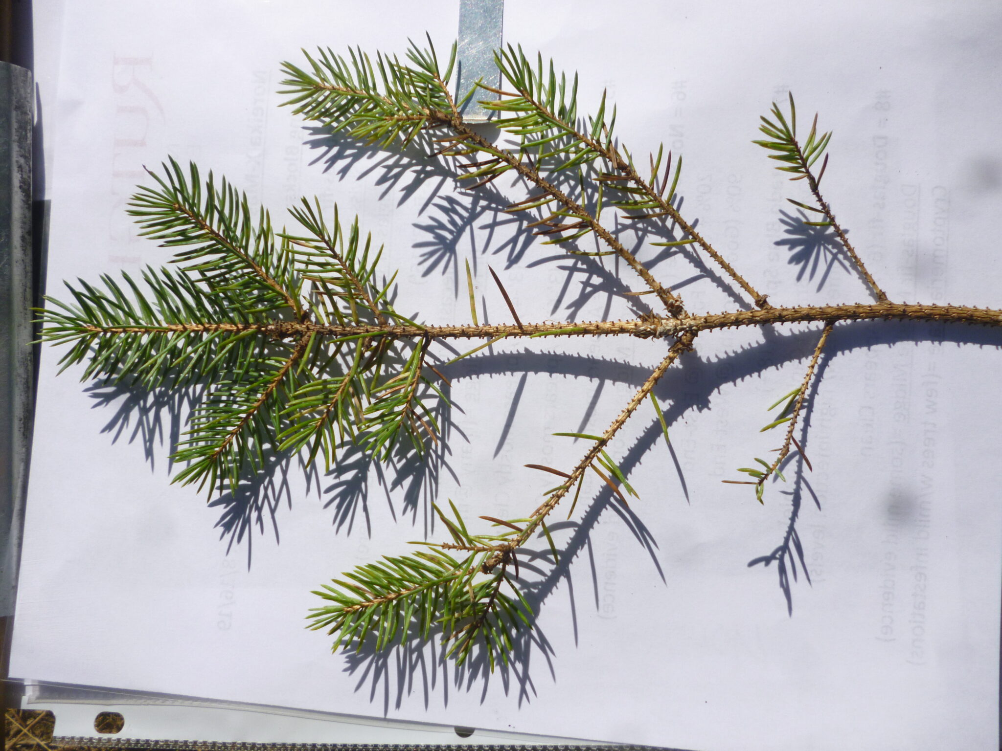 Conifer Pest and Disease Update 5/15/2023 — Plant & Pest Advisory