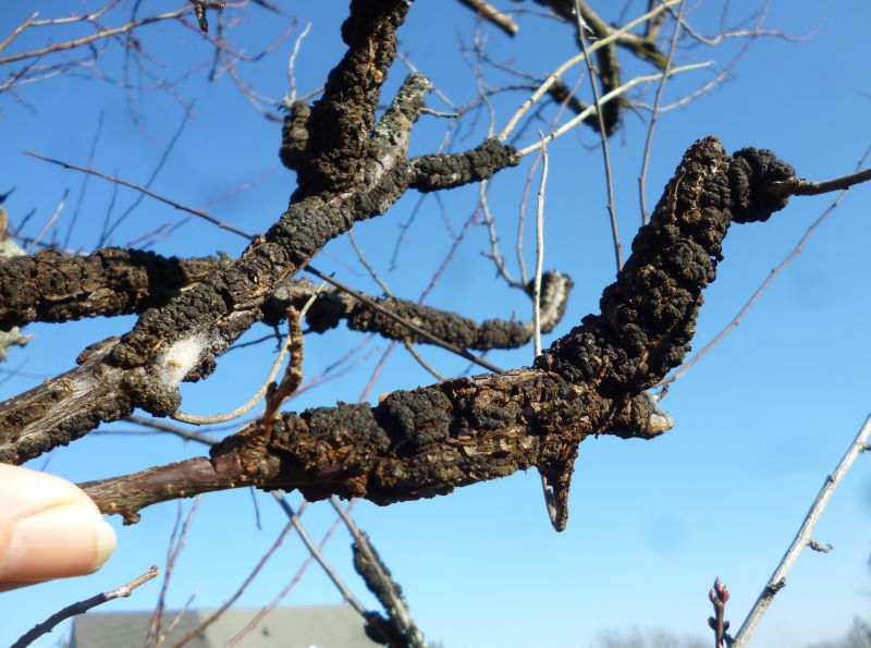 Landscape Pest Notes for Early May 2023 — Plant & Pest Advisory