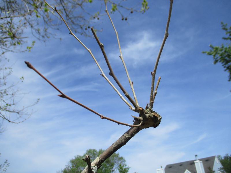 Landscape Pest Notes for Early May 2023 — Plant & Pest Advisory