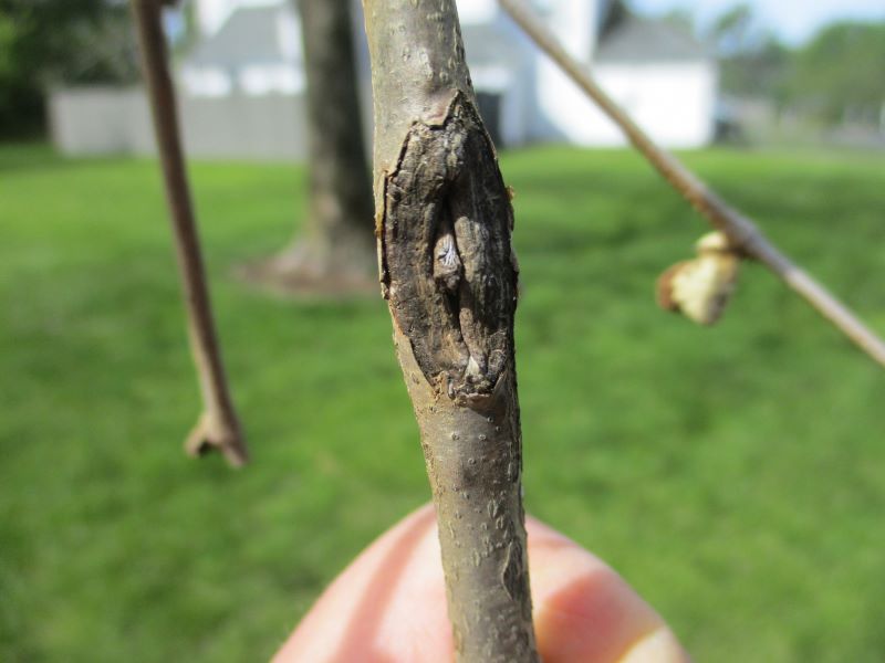 Landscape Pest Notes for Early May 2023 — Plant & Pest Advisory