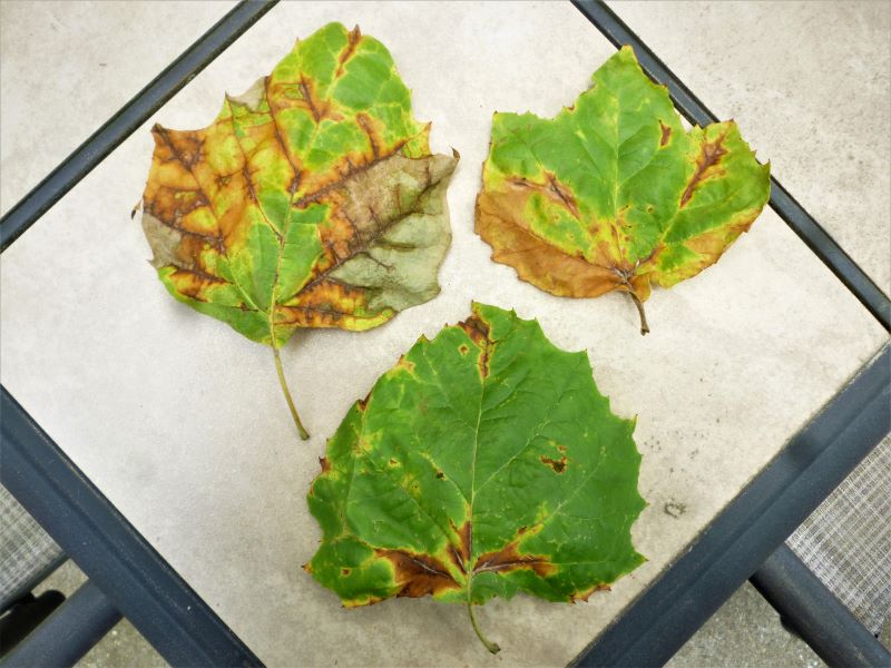 Landscape Pest Notes for Early May 2023 — Plant & Pest Advisory