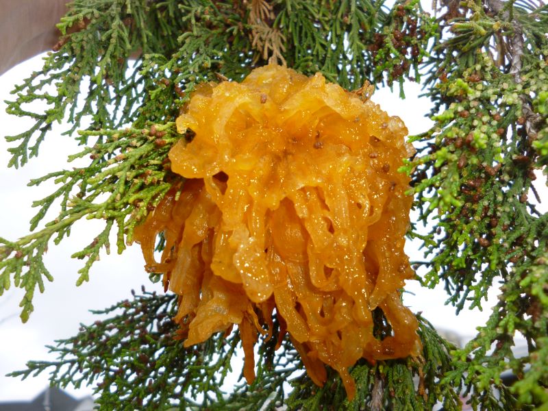 Landscape Pest Notes for Late May 2023 — Plant & Pest Advisory