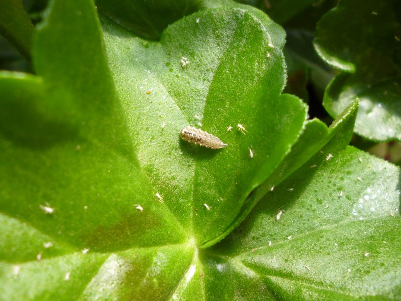 Landscape Pest Notes for Late May 2023 — Plant & Pest Advisory