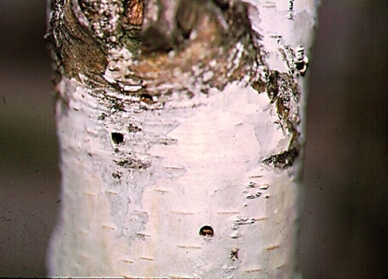 Landscape Pest Notes for Early June 2023 — Plant & Pest Advisory